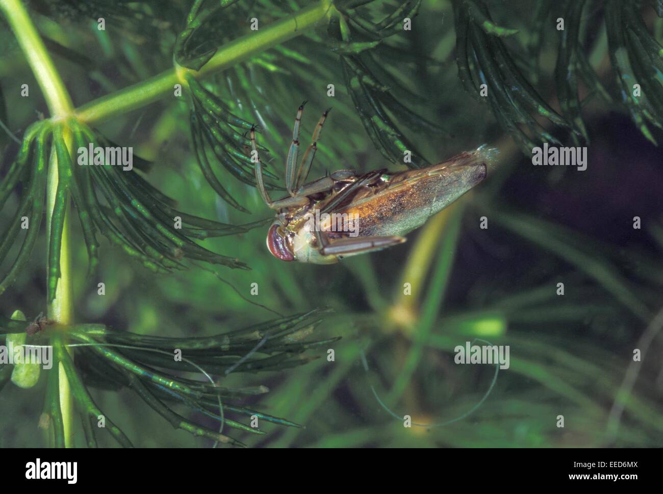 Backswimmer - Common Water Boatman (Notonecta glauca) swimming under ...