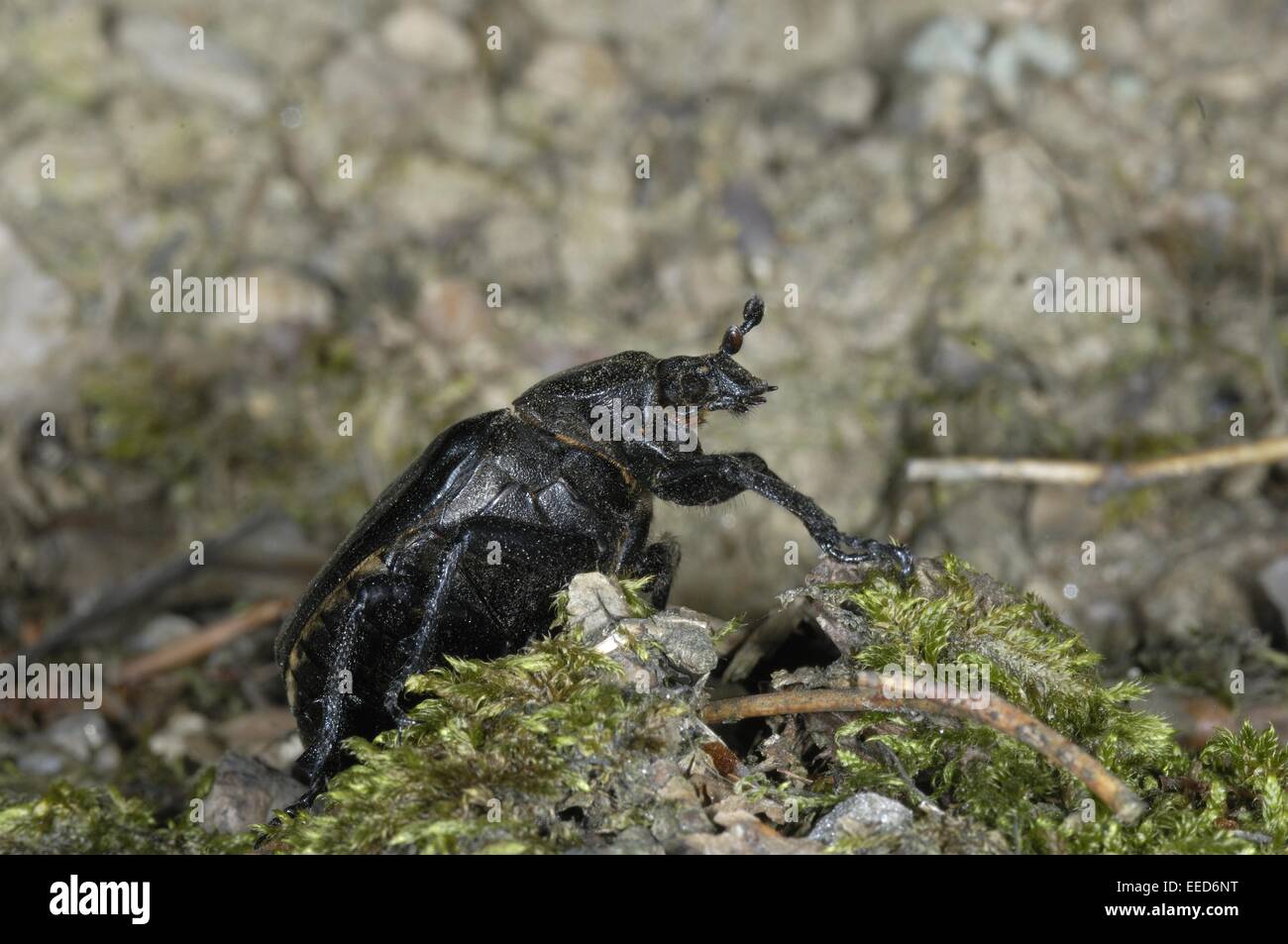 Hermit Beetle (Osmoderma eremia) Aveyron - France Stock Photo - Alamy