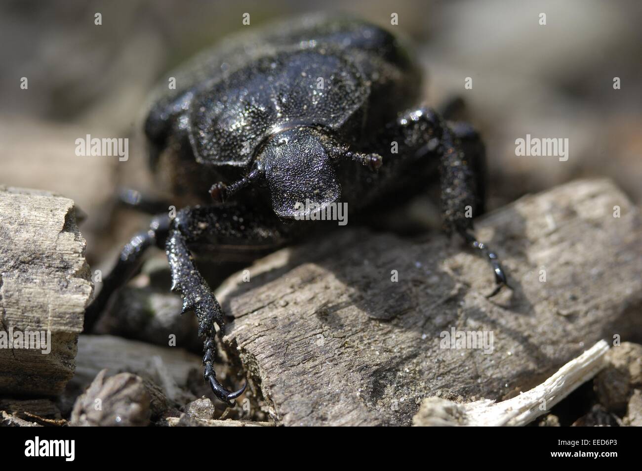 Hermit Beetle (Osmoderma eremia) Aveyron - France Stock Photo - Alamy