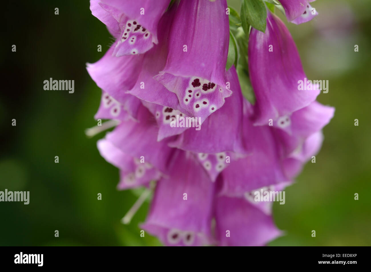 Close-up purple flowers of foxglove - Digitalis purpurea. Popular ...
