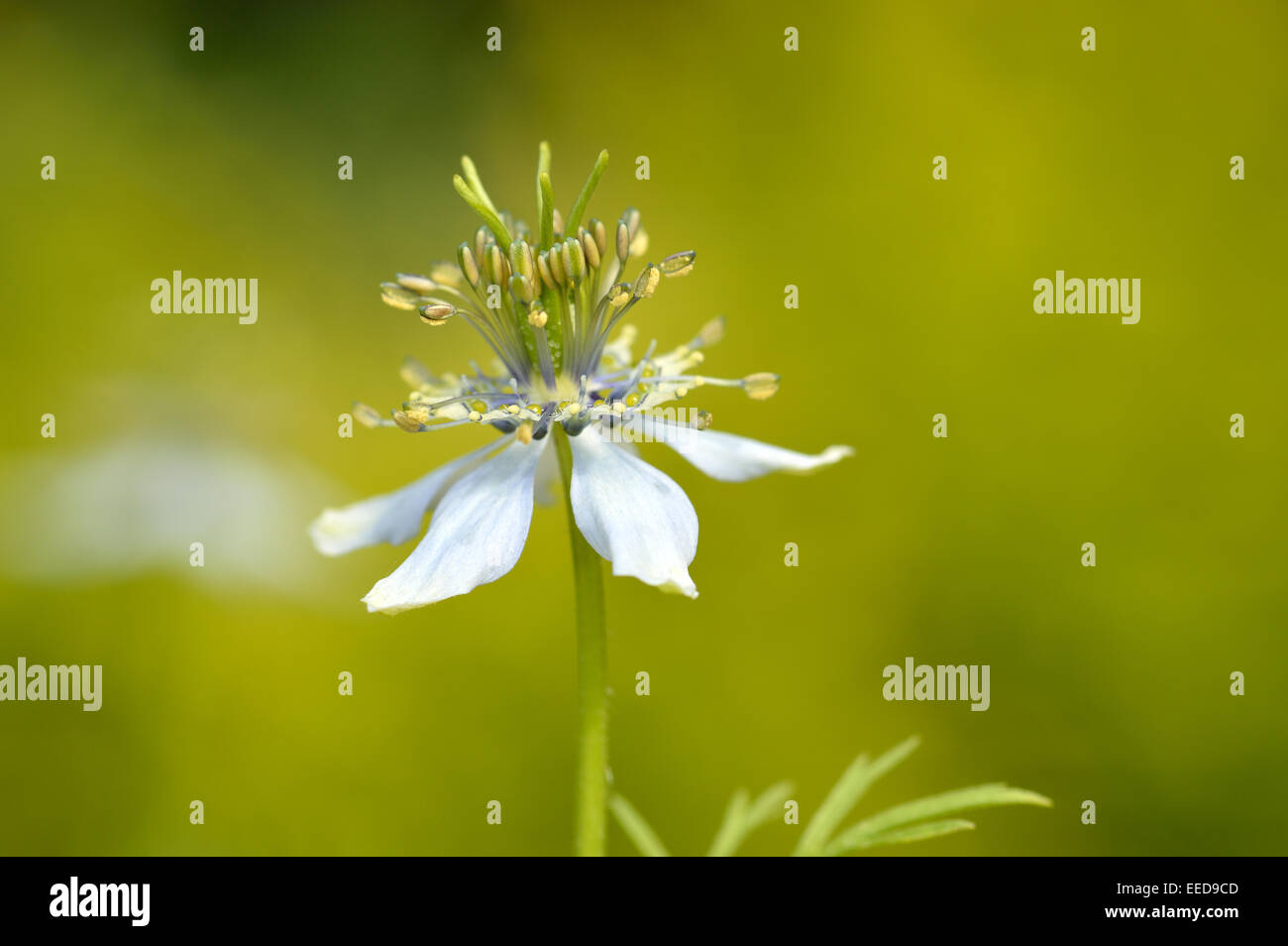 Close up of Nigella sativa against garden background. Flower of nigella ...