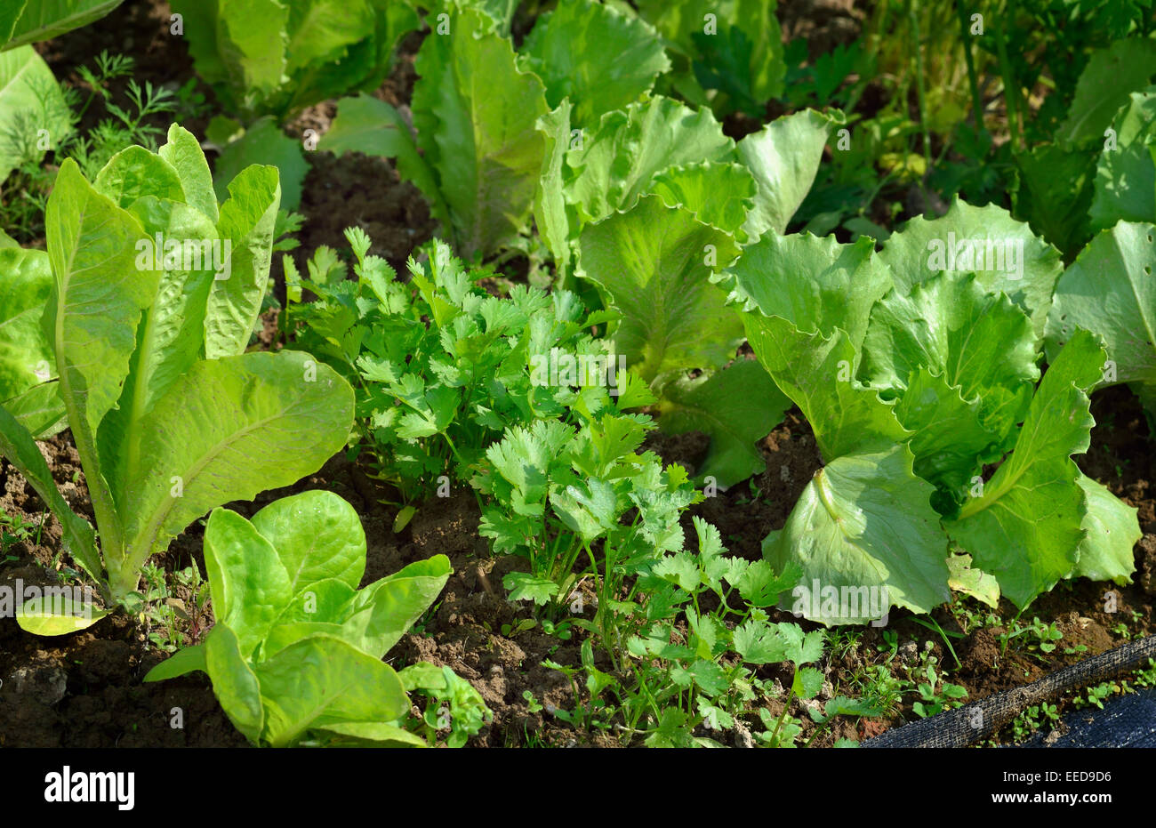 Cultivo De Lechuga Iceberg