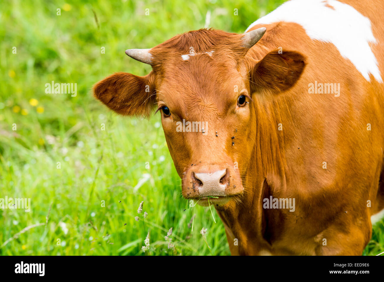 red cow in a green pasture on cattle farm Stock Photo - Alamy