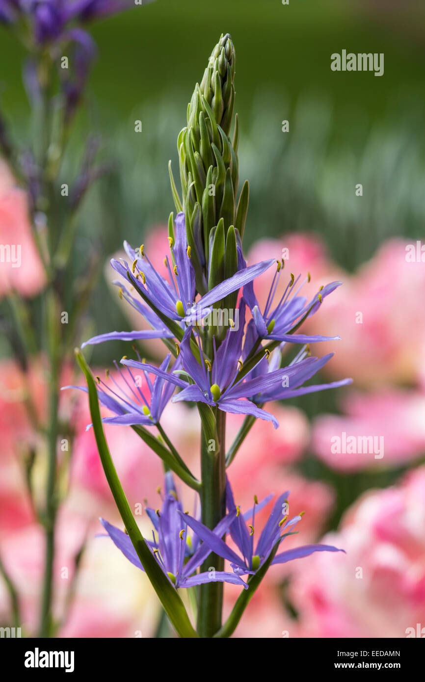 Camassia leichtlinii hi-res stock photography and images - Alamy