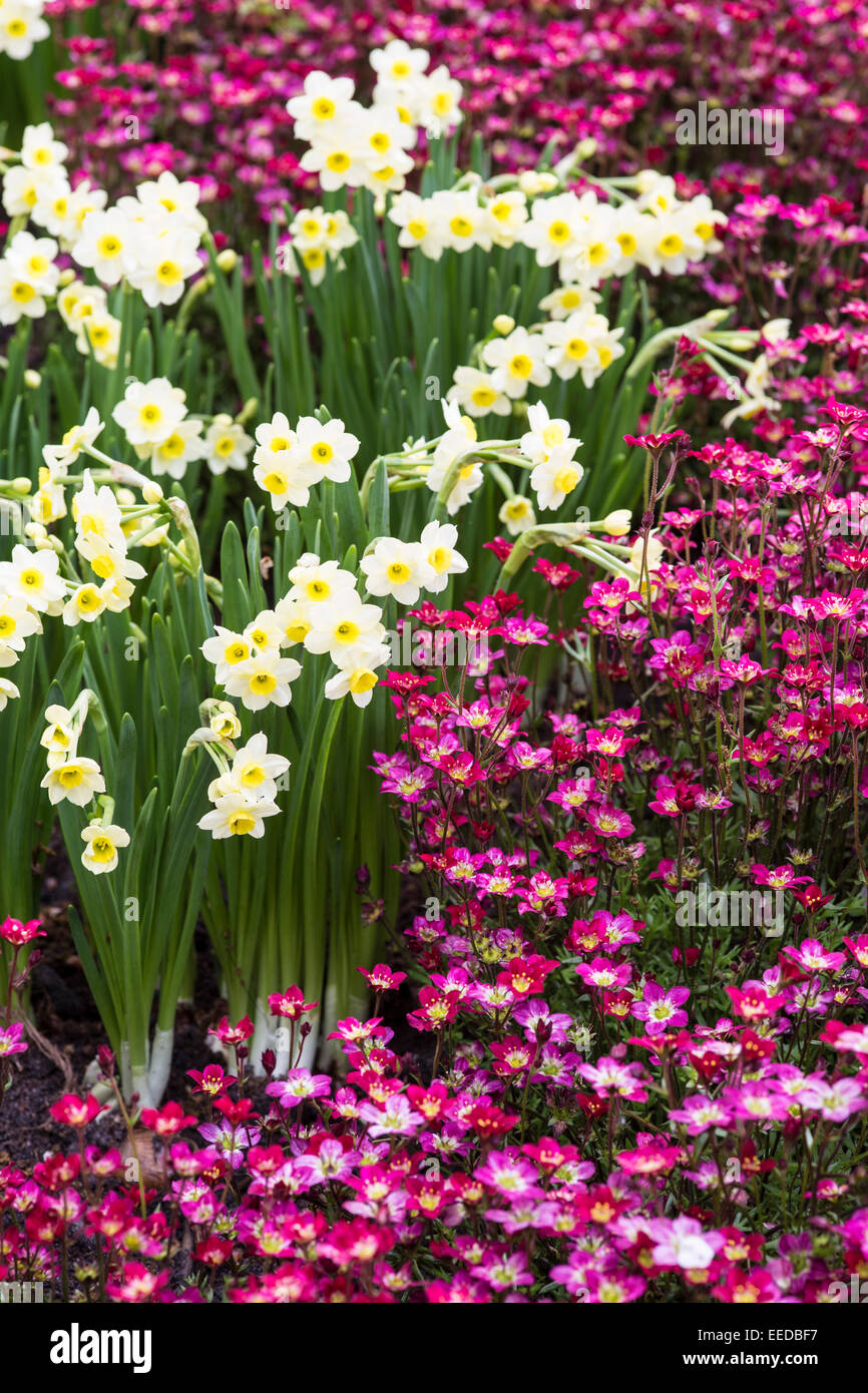 Spring flowers border hi-res stock photography and images - Alamy