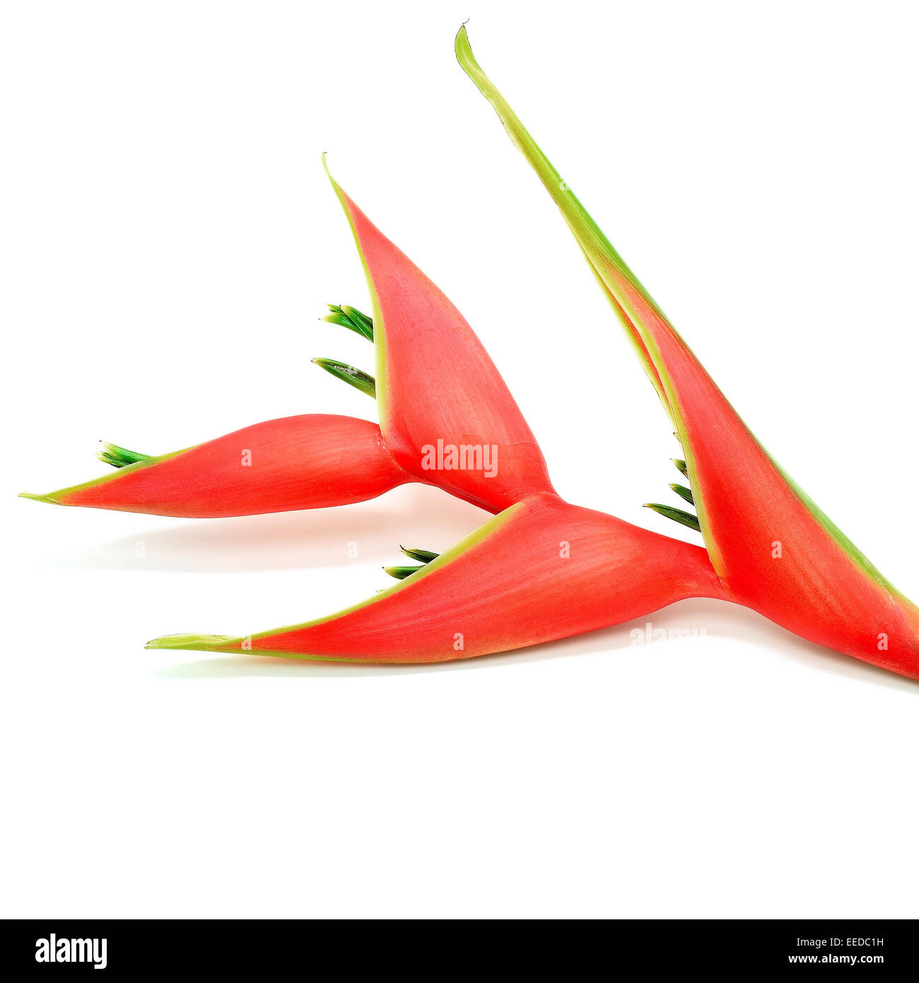 Tropical red heliconia flower, Heliconia stricta, isolated on a white ...