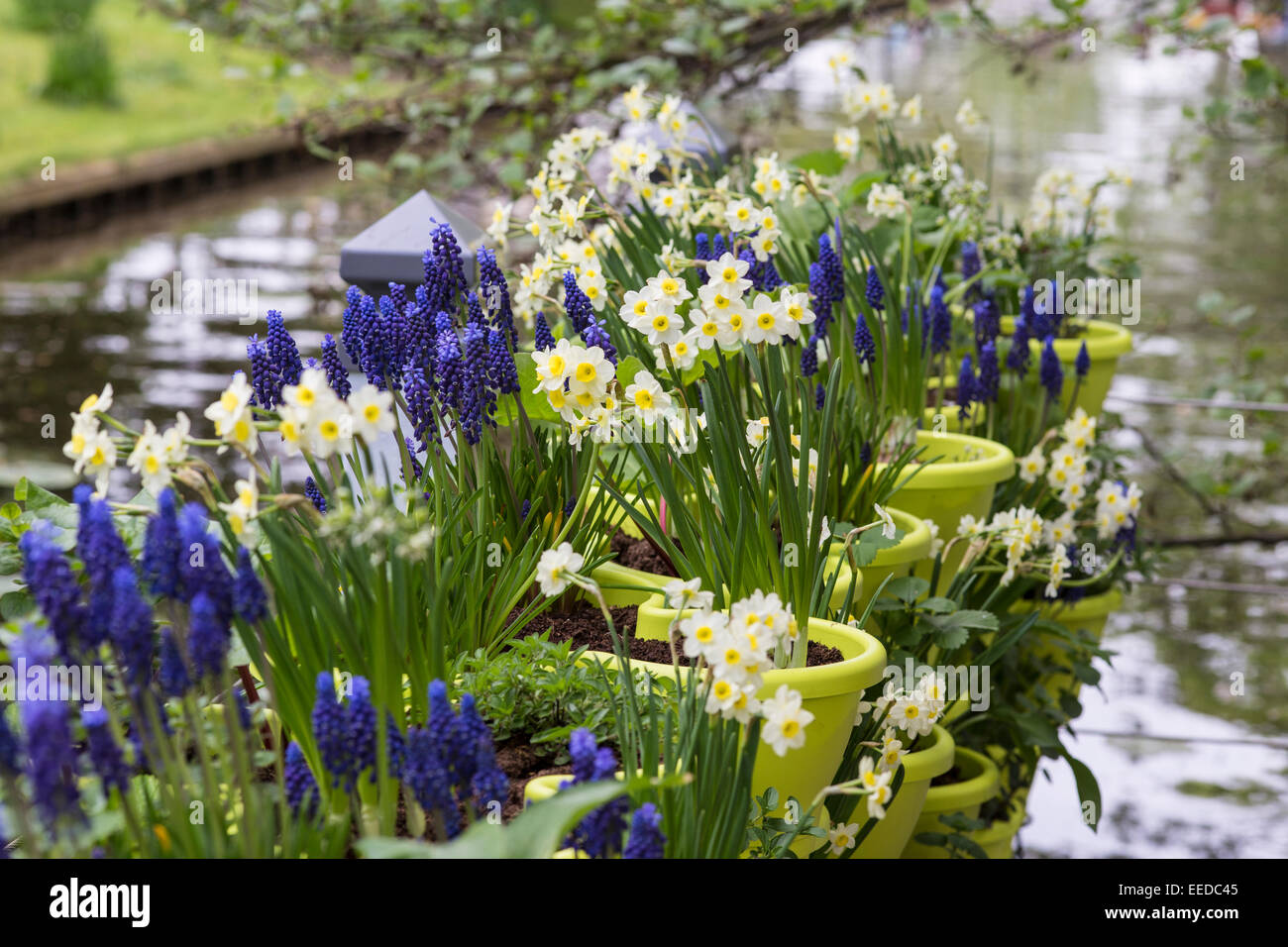 Spring containers with bulbs Stock Photo - Alamy