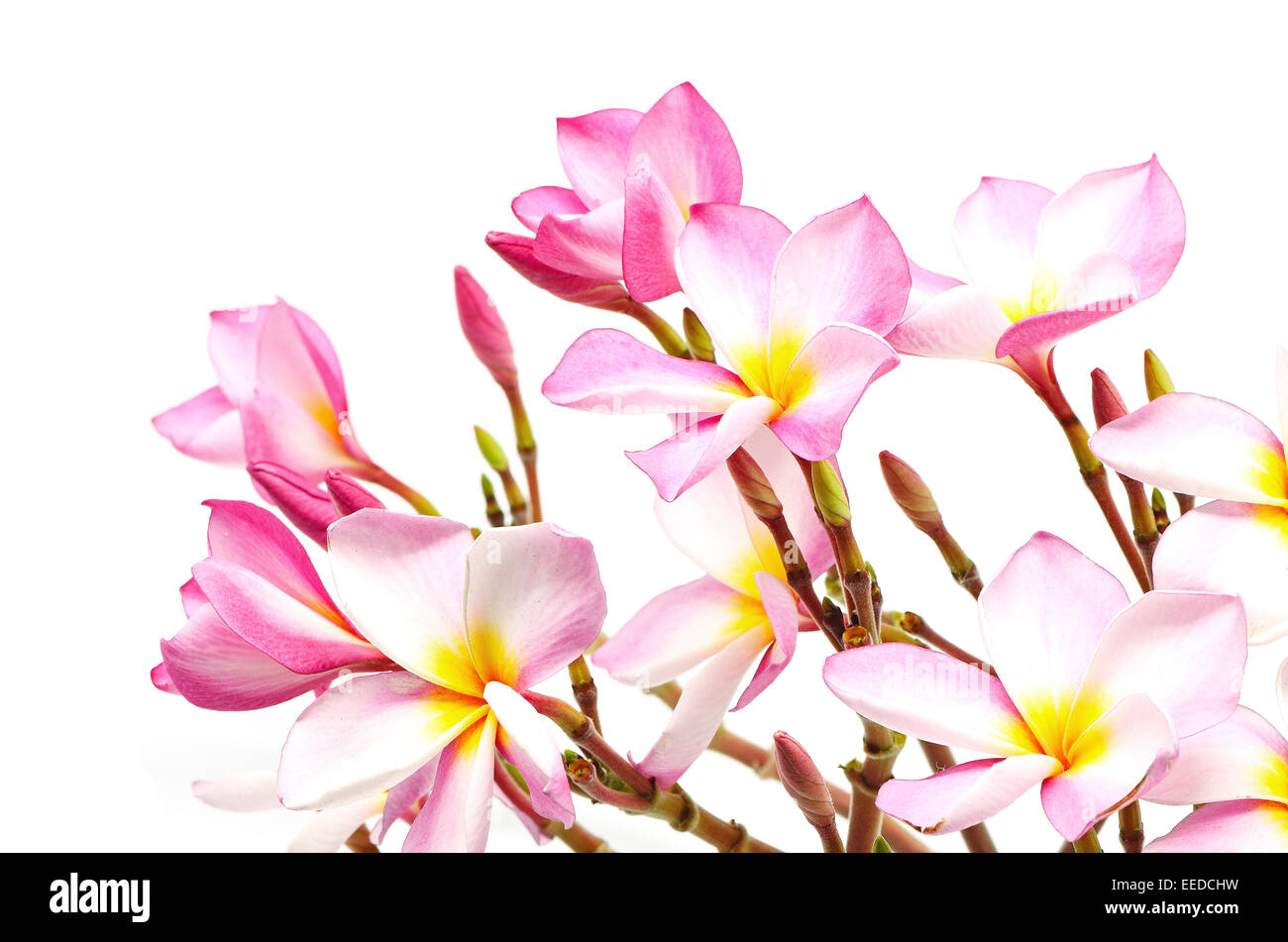 Beautiful pink Plumeria or Fangipani flower, isolated on a white ...