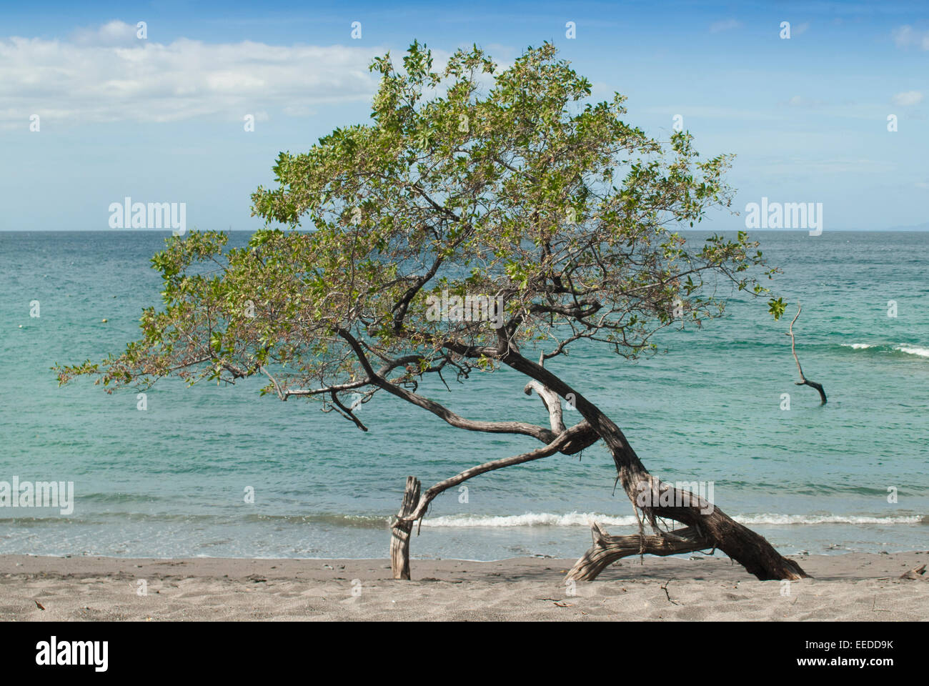 Tree on a beach of Costa Rica Stock Photo - Alamy