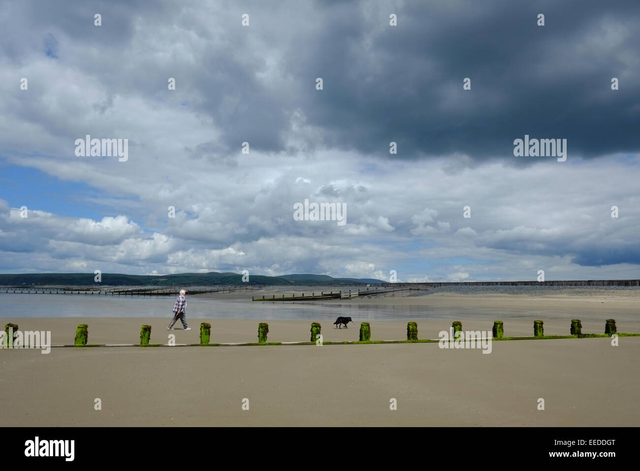 Dog walker on beach Stock Photo - Alamy
