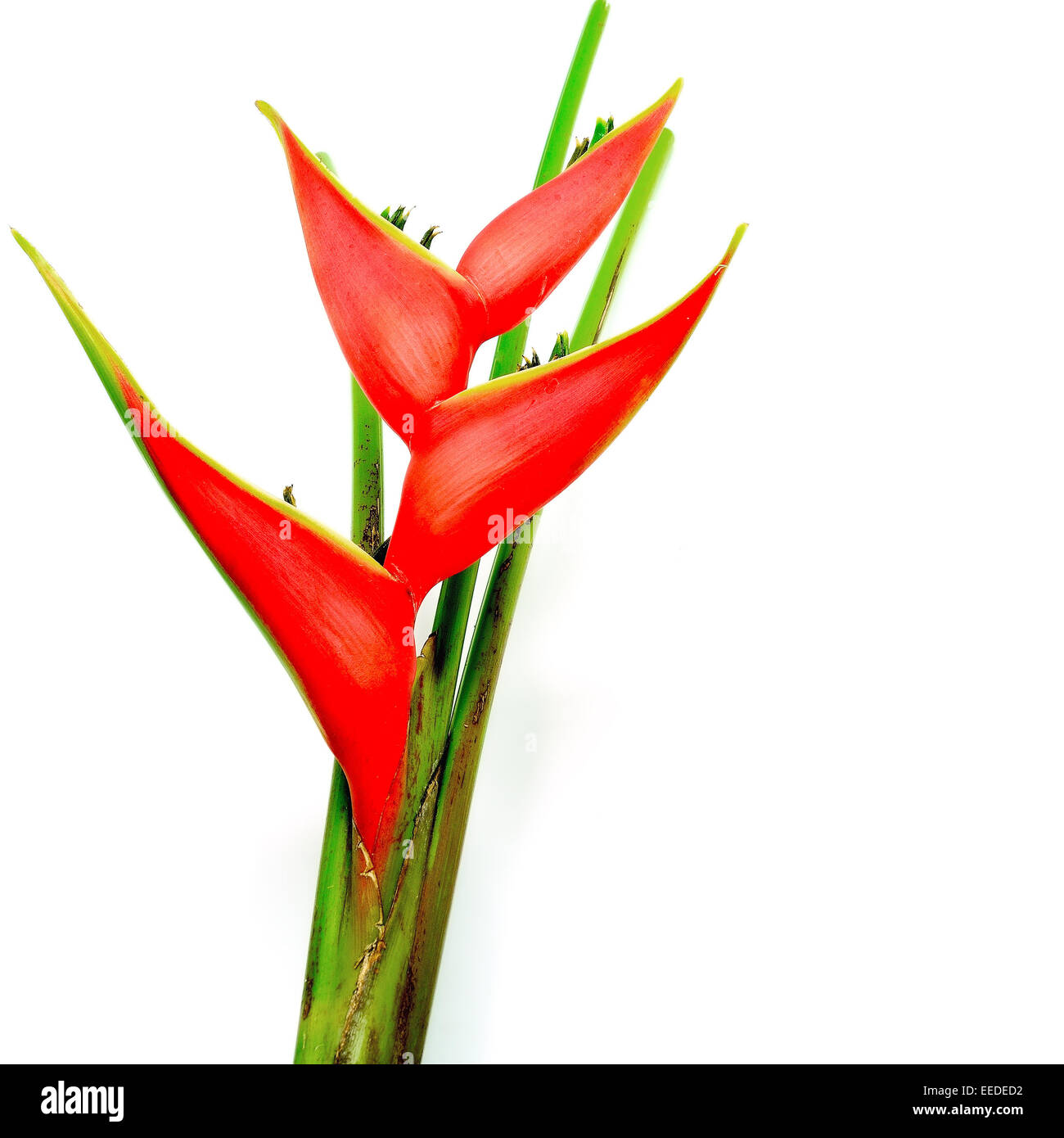 Tropical red heliconia flower (Heliconia stricta), isolated on a white ...