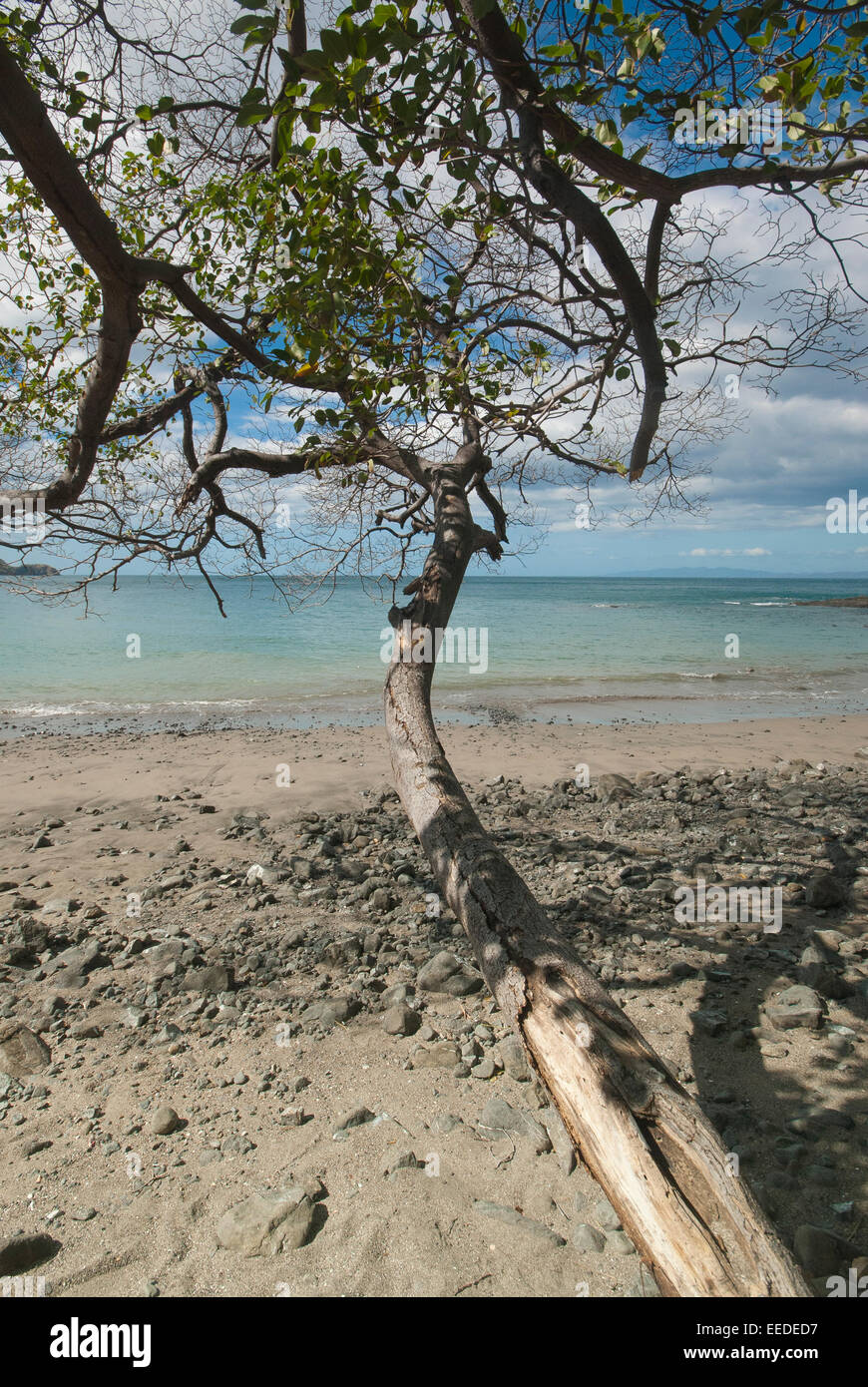 Tree on a beach of Costa Rica Stock Photo - Alamy