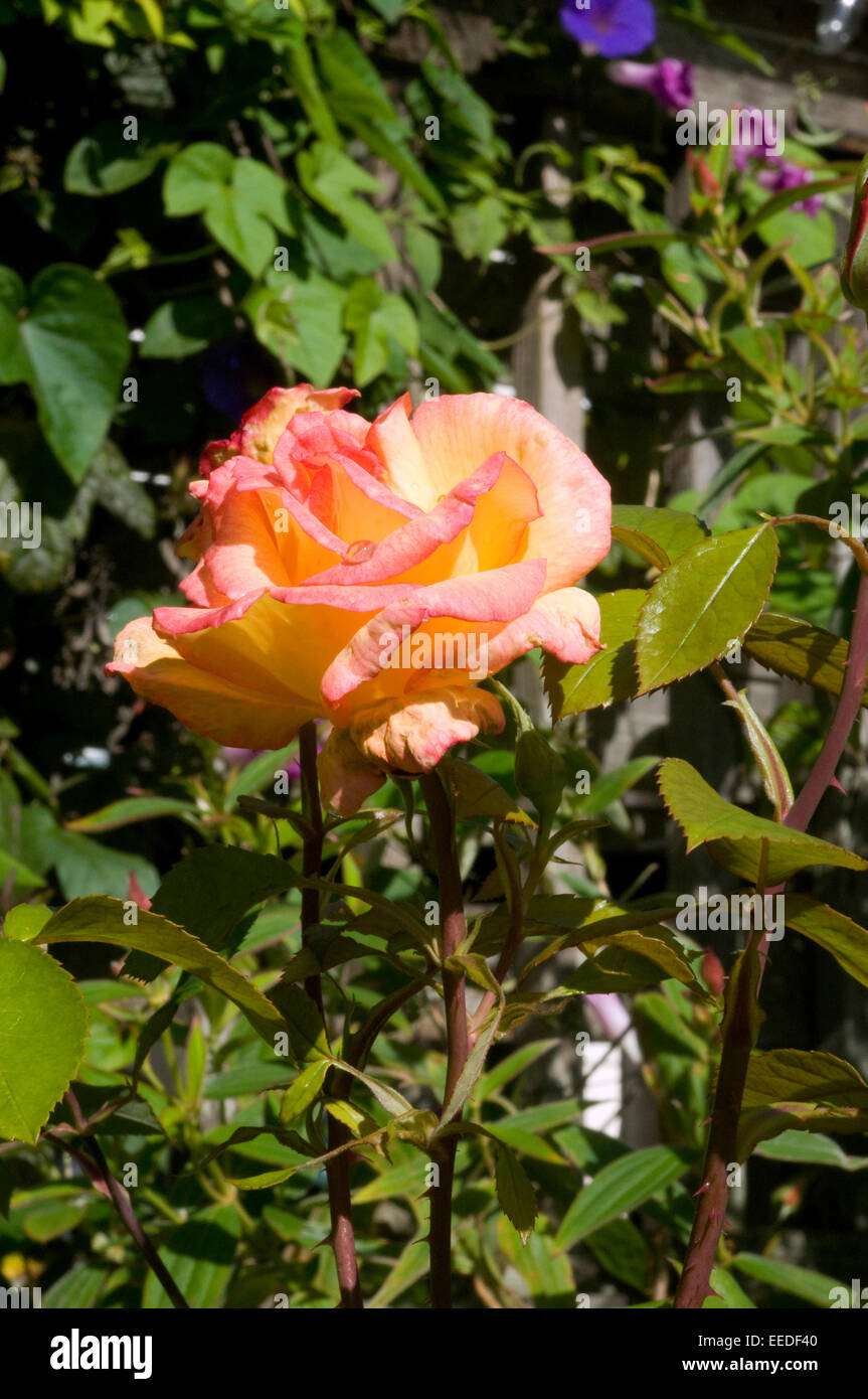 Peach pink rose hi-res stock photography and images - Alamy