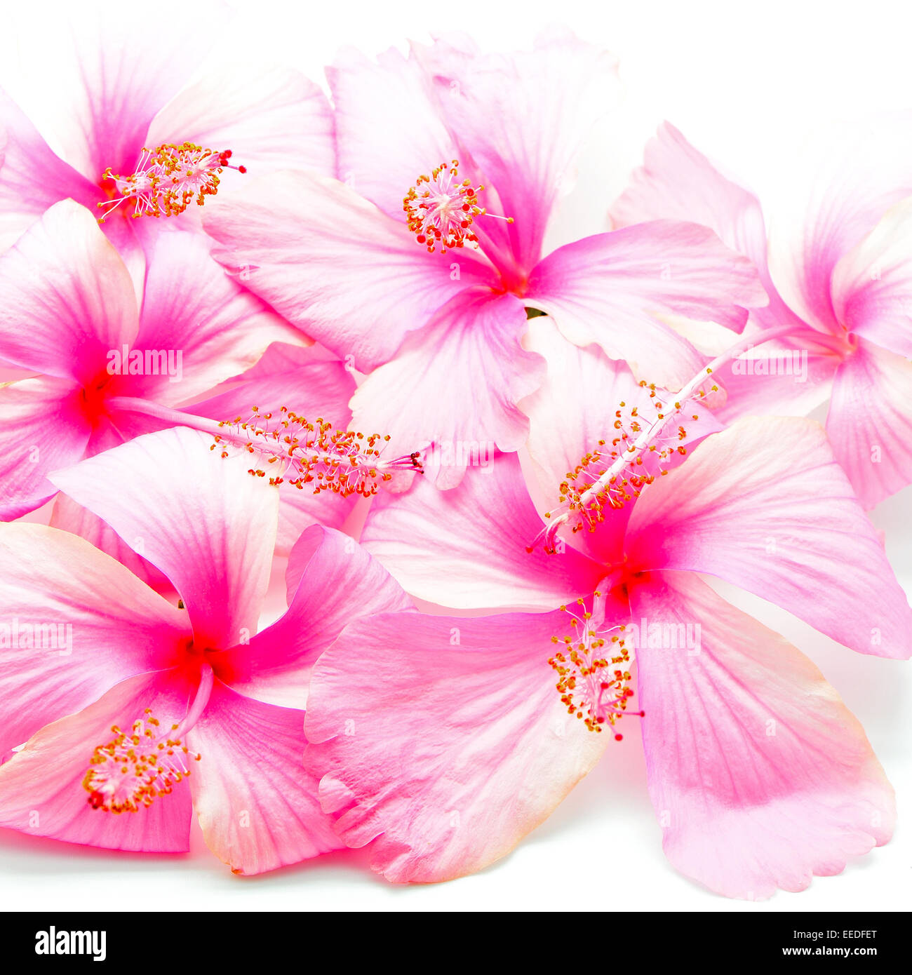 Pink Hawaiian Flower Background