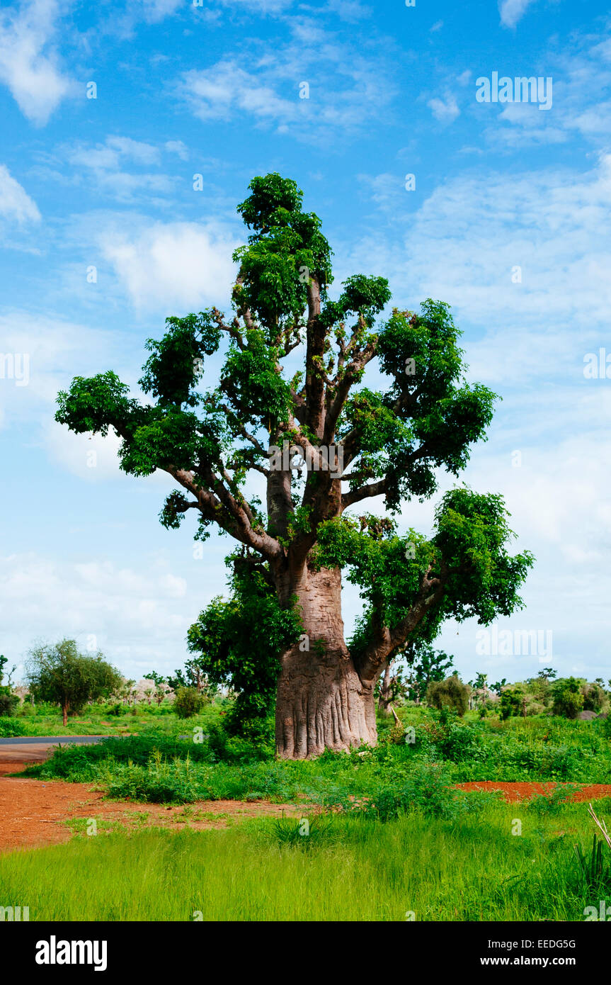 Baobab tree senegal hi-res stock photography and images - Alamy