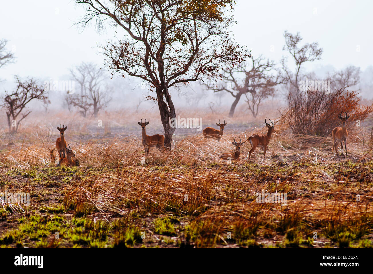 Pendjari national park hi-res stock photography and images - Alamy