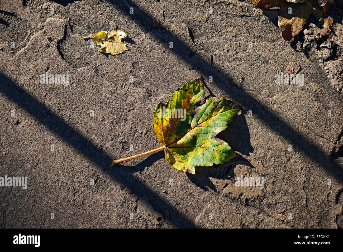 Fallen tree on pavement hi-res stock photography and images - Alamy