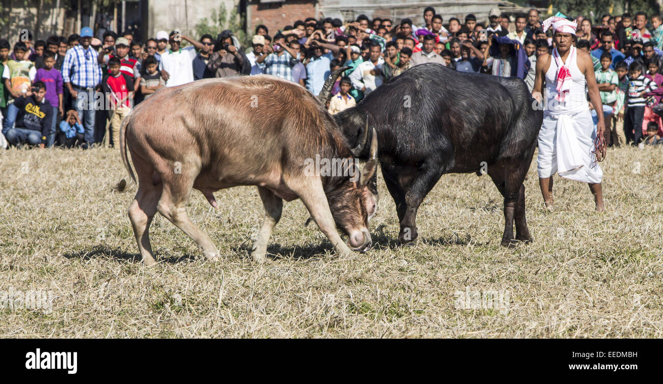 Traditional buffalo fight in progress hi-res stock photography and ...