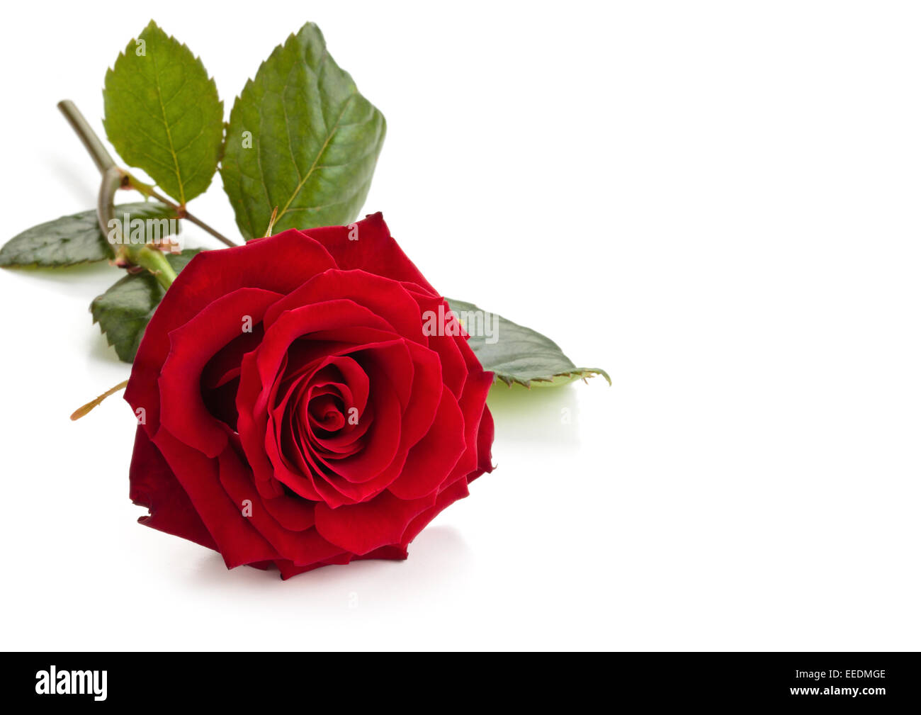 Birthday card with red rose Cut Out Stock Images & Pictures - Alamy