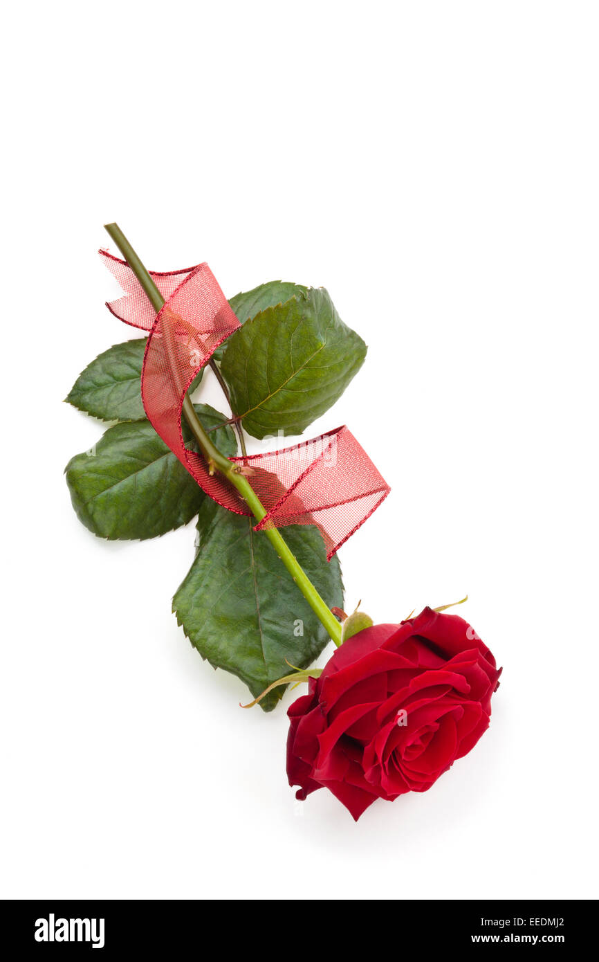 Birthday card with red rose Cut Out Stock Images & Pictures - Alamy