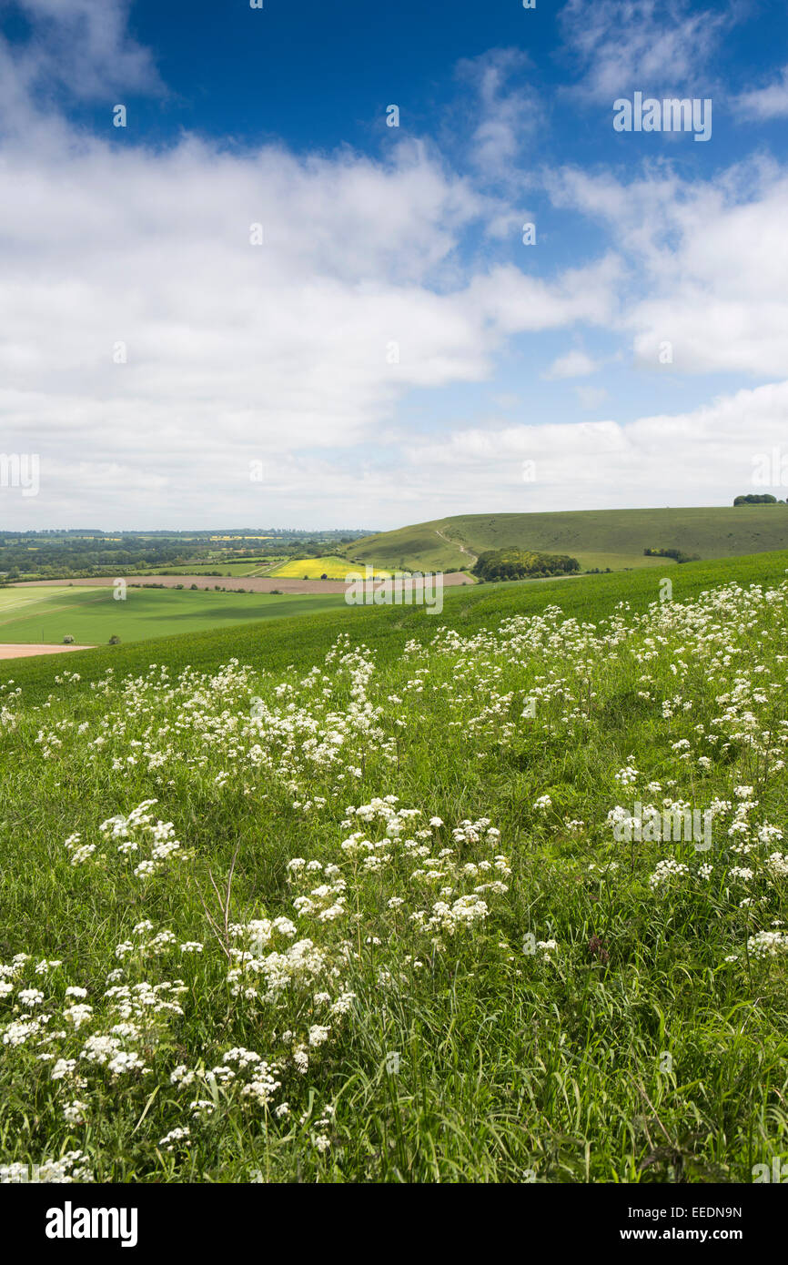 UK, England, Wiltshire, Vale of Pewsey, elevated view from Pewsey White ...