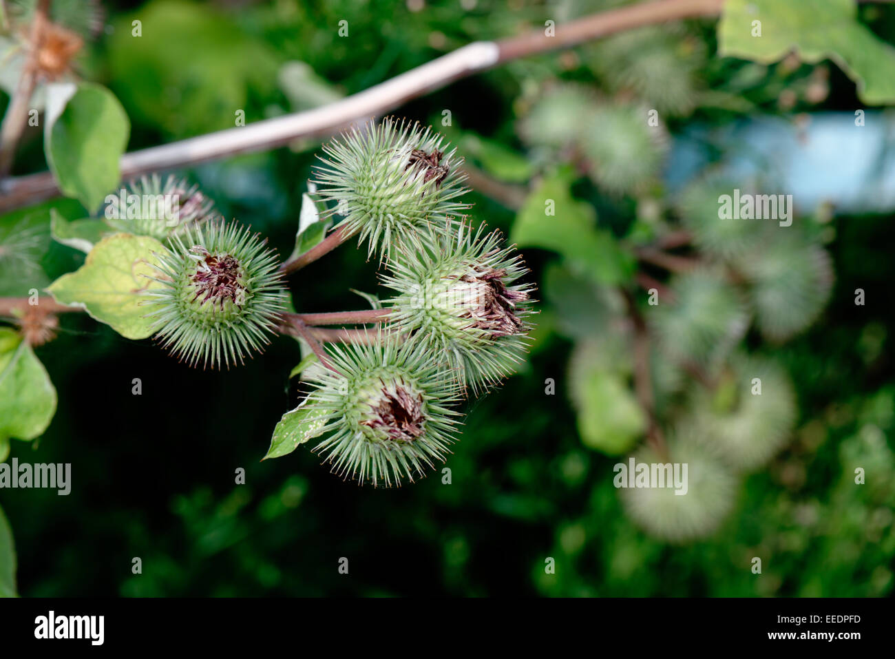 Sticky Bobs - heads of the plant know as Stick Bob, or Lesser Burdock ...