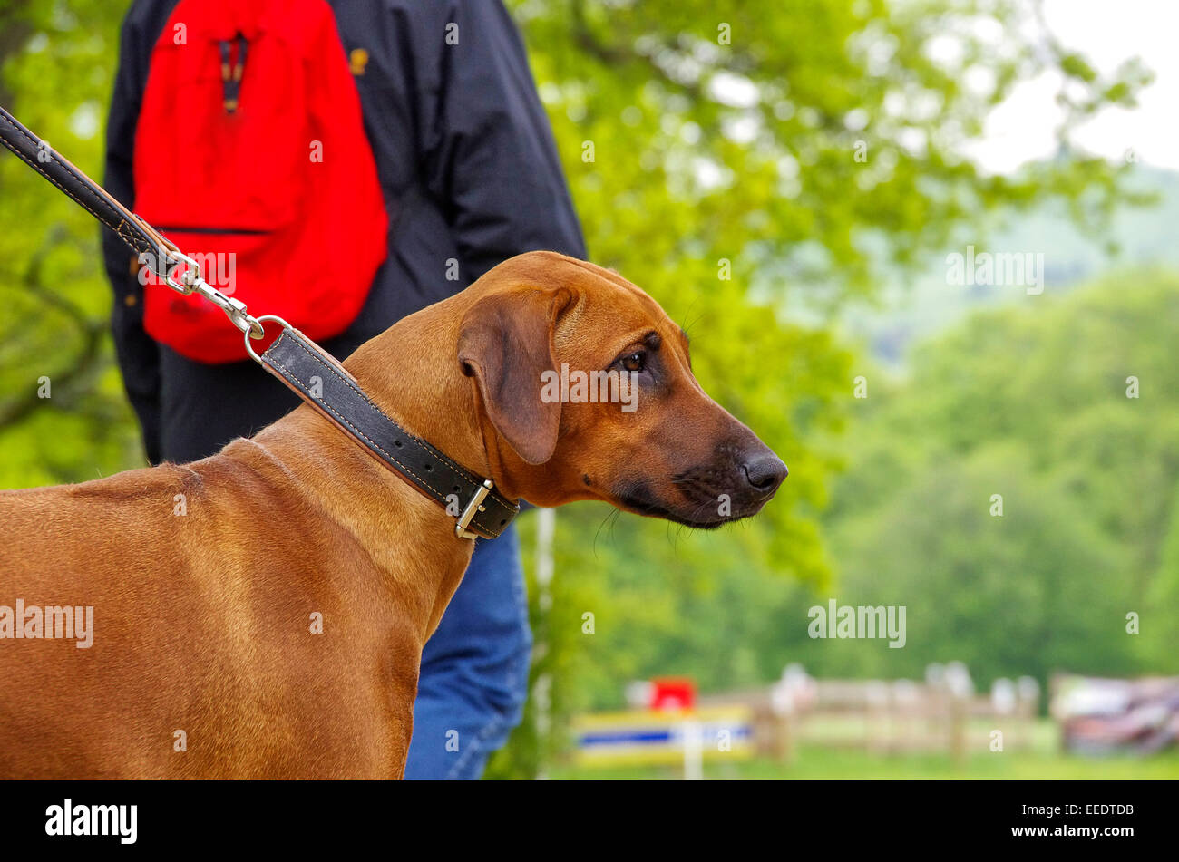 Tierposter hi-res stock photography and images - Alamy