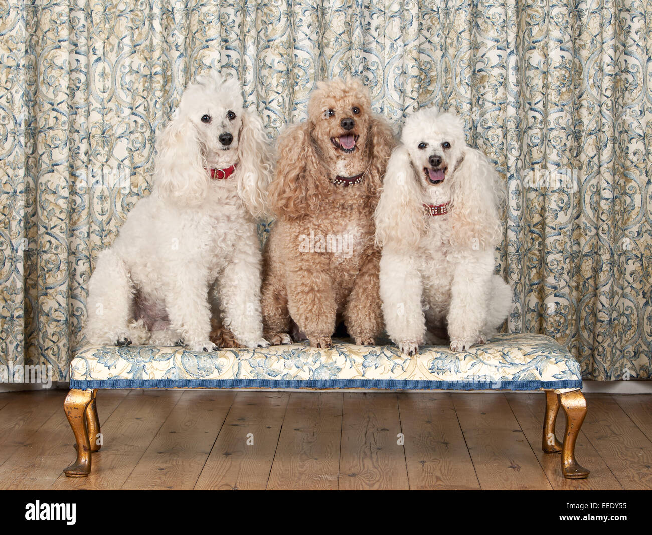 Three poodles hi-res stock photography and images - Alamy