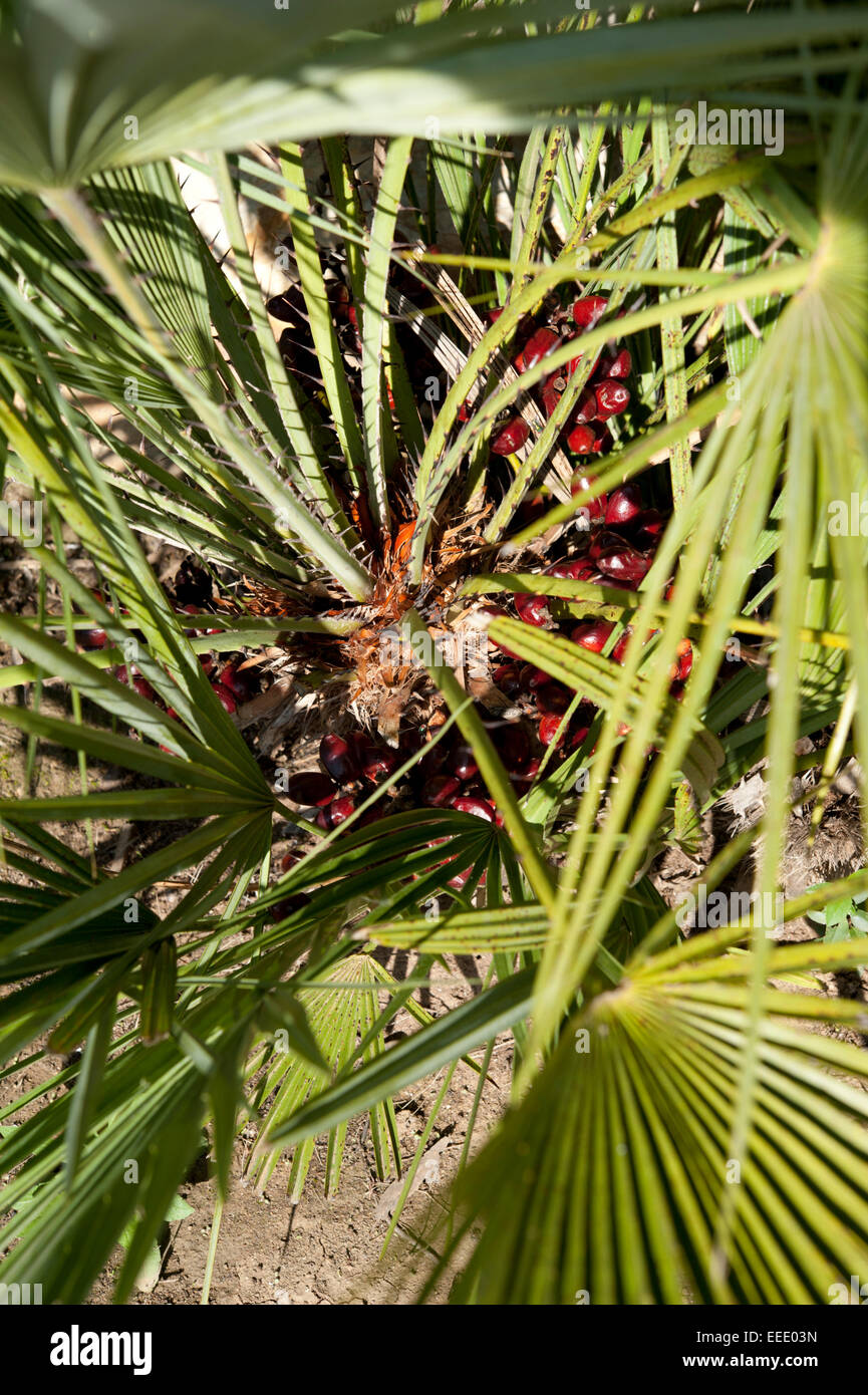 Dwarf fan palm (chamaerops humilis) hi-res stock photography and images - Alamy