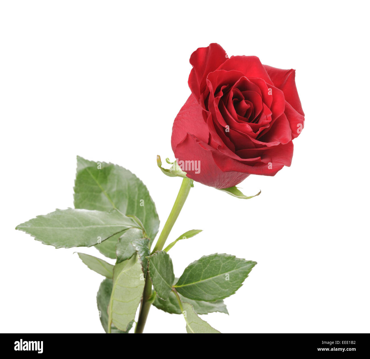 Single red rose isolated, on white background Stock Photo - Alamy