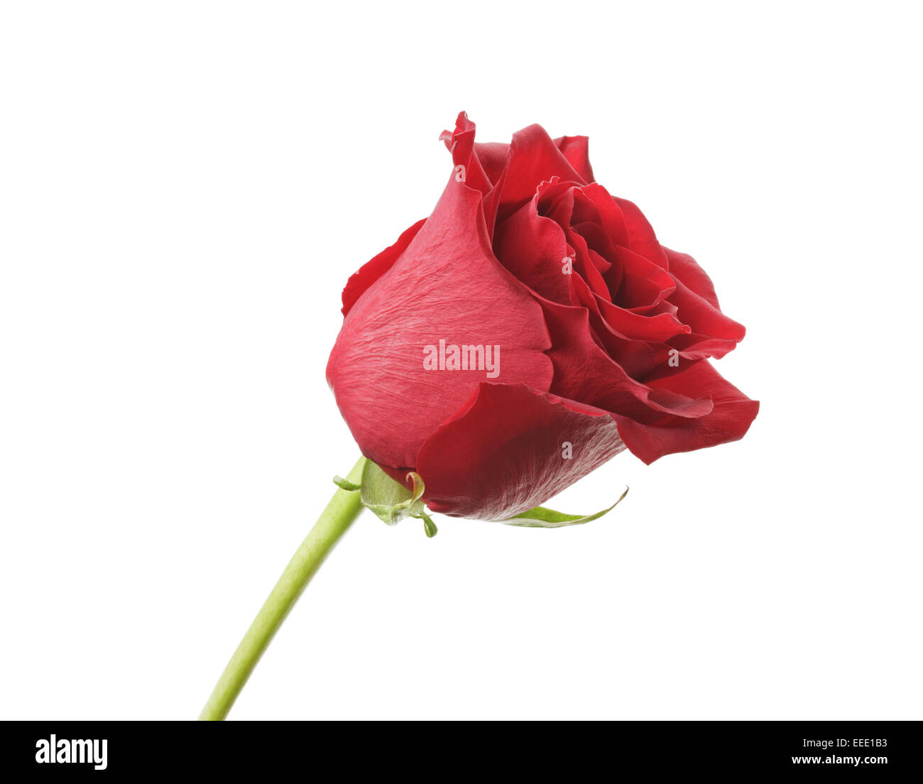 Single red rose isolated, on white background Stock Photo - Alamy