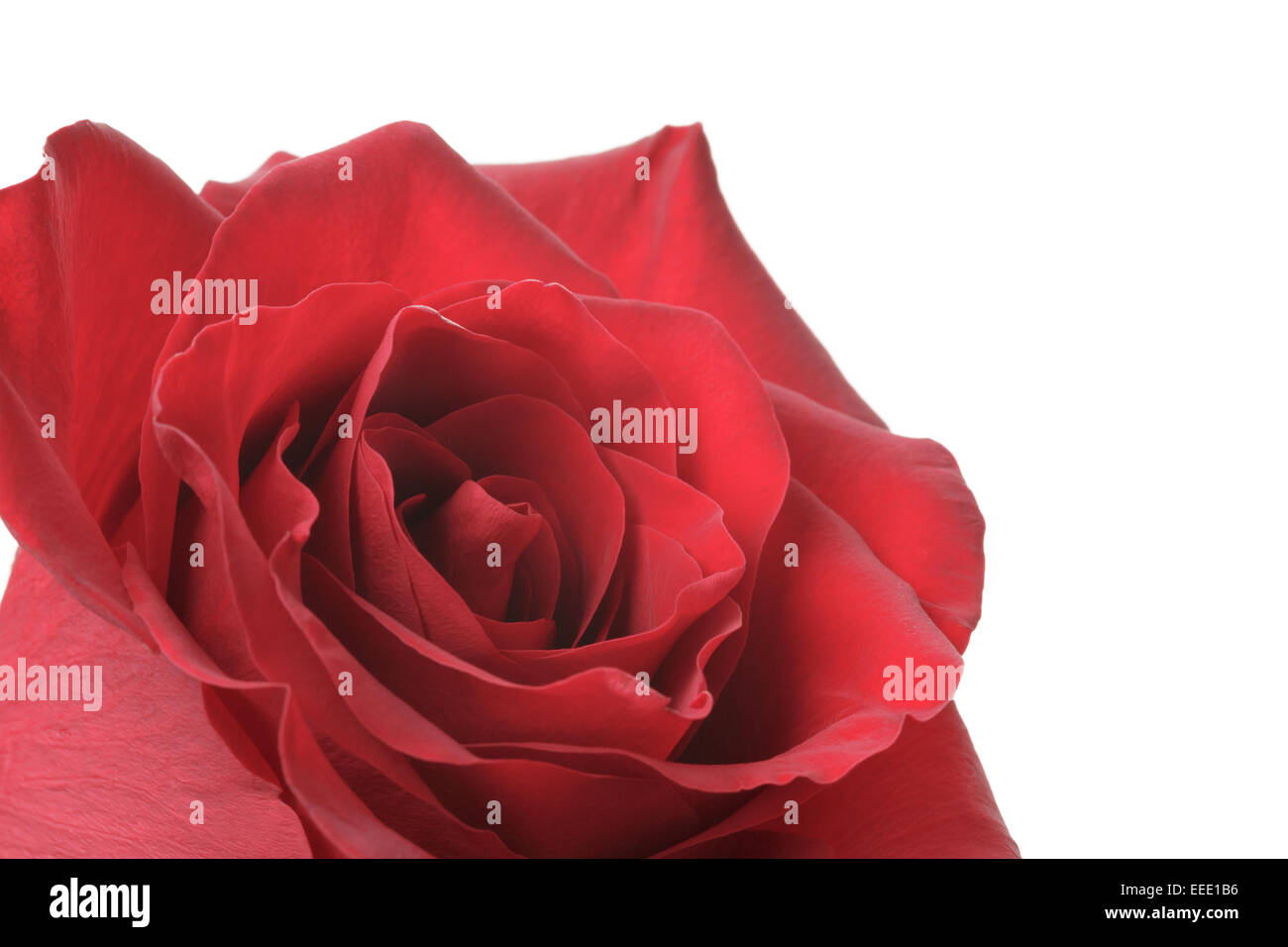 Single red rose close up petals with white copyspace Stock Photo - Alamy