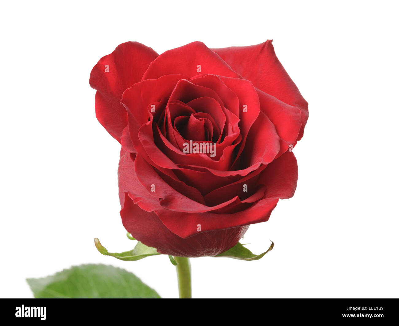 Single red rose isolated, on white background Stock Photo - Alamy