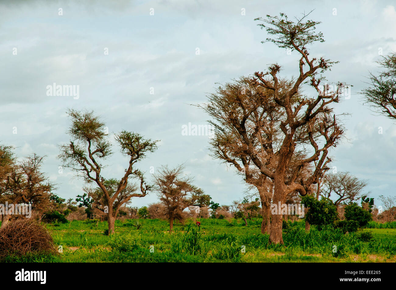 Acacia senegal hi-res stock photography and images - Alamy