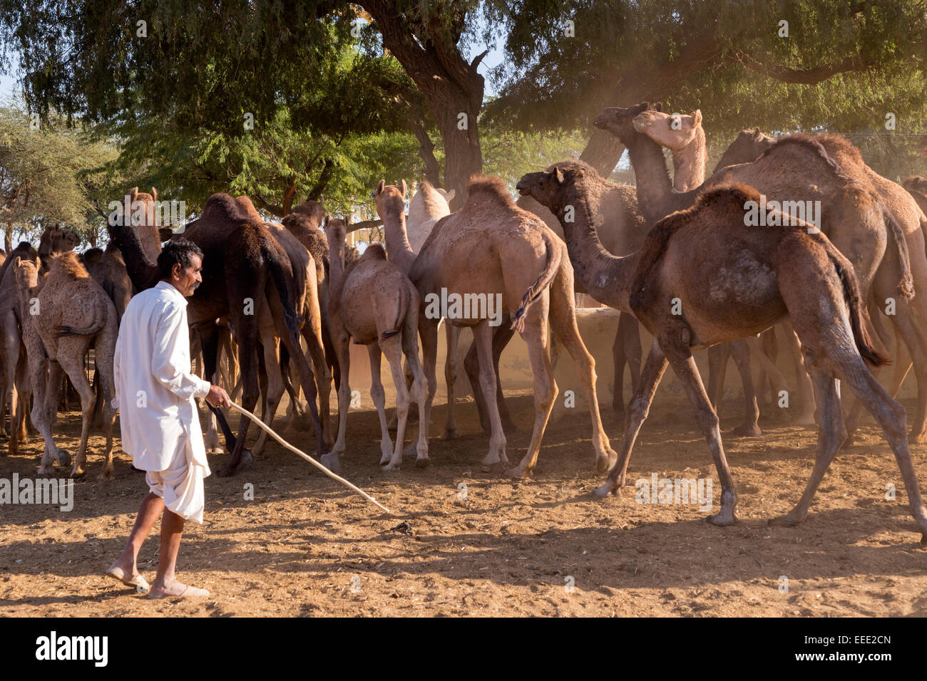 Camel Breeding Centre High Resolution Stock Photography and Images - Alamy