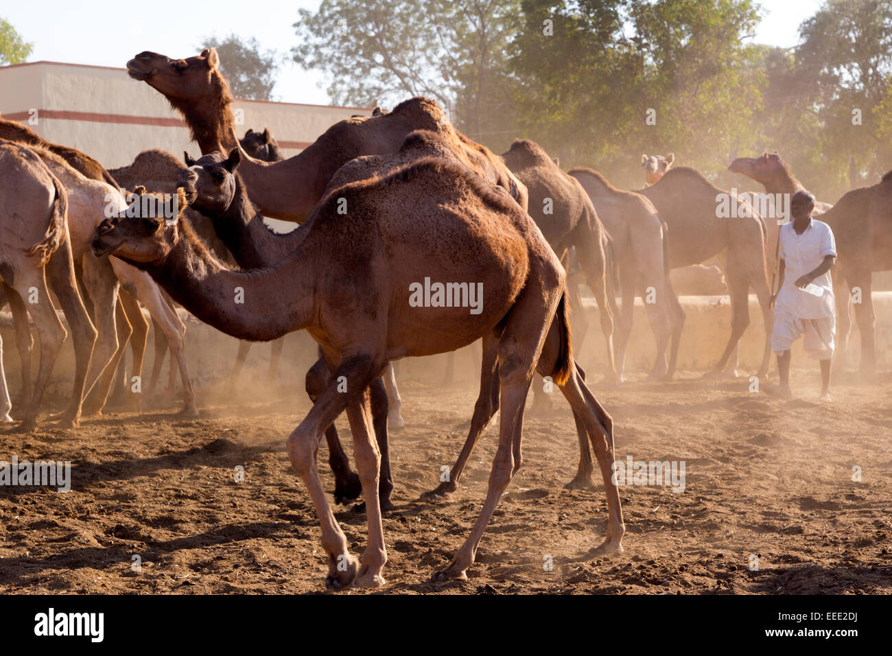 India, Rajasthan, Bikaner, Camel Breeding Centre Stock Photo - Alamy