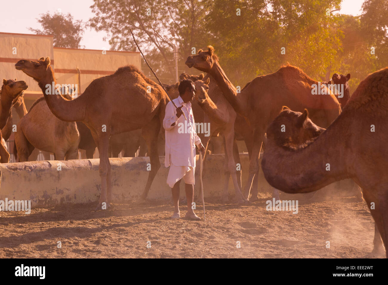India, Rajasthan, Bikaner, Camel Breeding Centre Stock Photo - Alamy