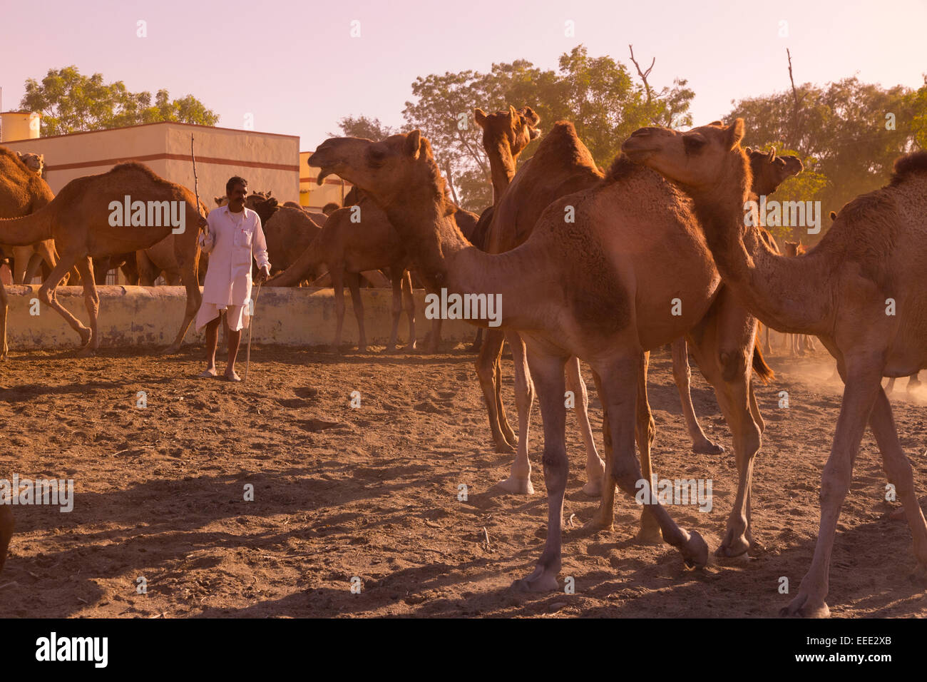India, Rajasthan, Bikaner, Camel Breeding Centre Stock Photo - Alamy
