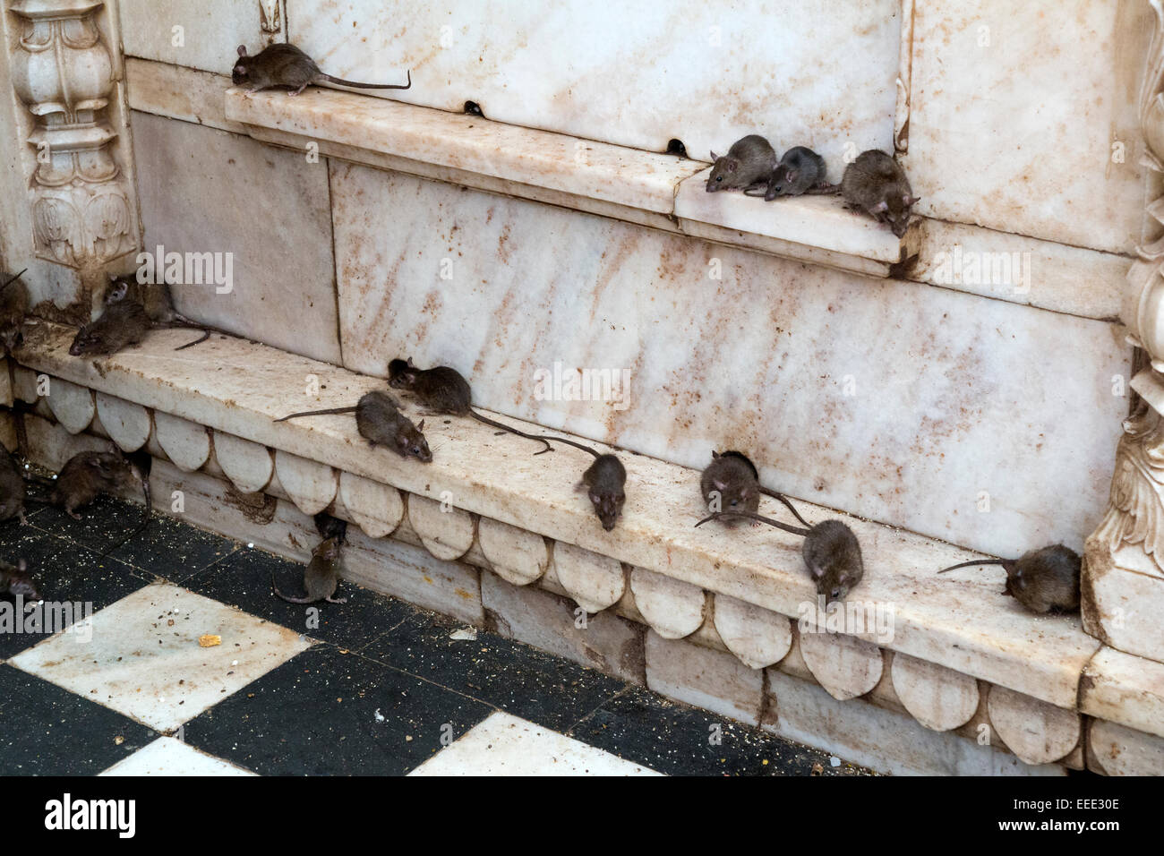 India, Rajasthan, Bikaner, Deshnoke, Karni Mata Temple, famous for rat ...