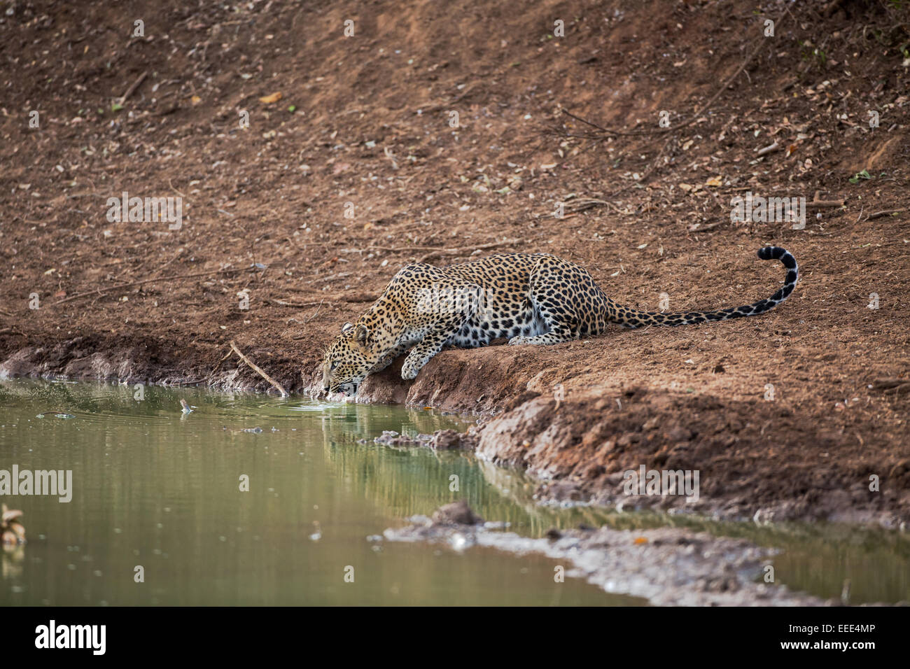 A leopard approaches a water hole to drink during the dry season at ...