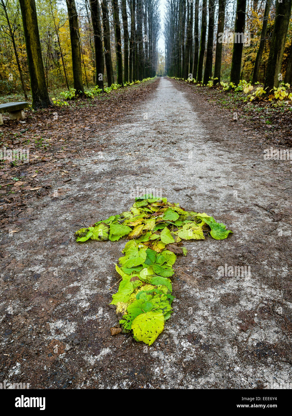 An arrow of autumnal leaves on a street indicating the direction to ...