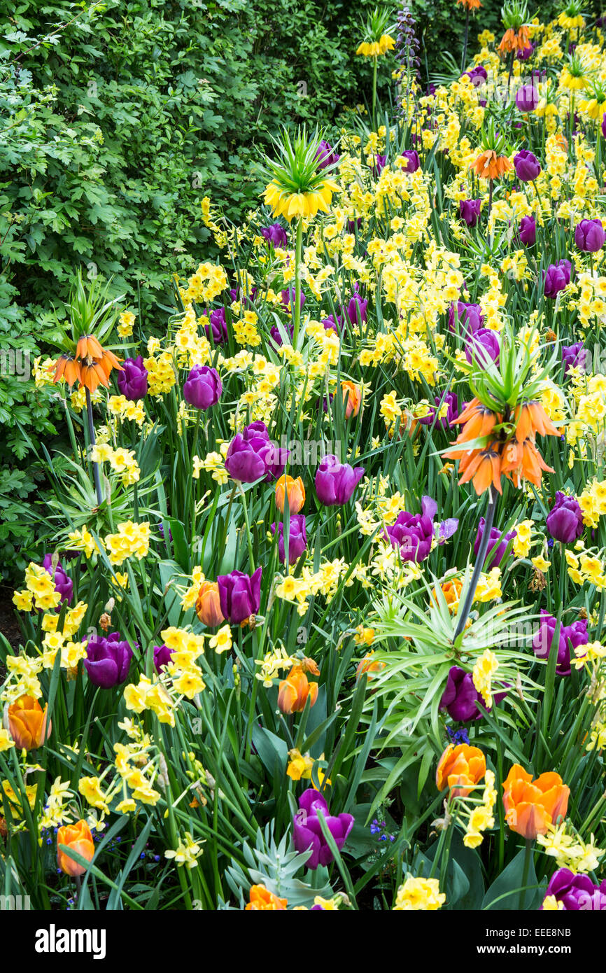 Keukenhof Gardens in spring. Colourful spring border Stock Photo - Alamy
