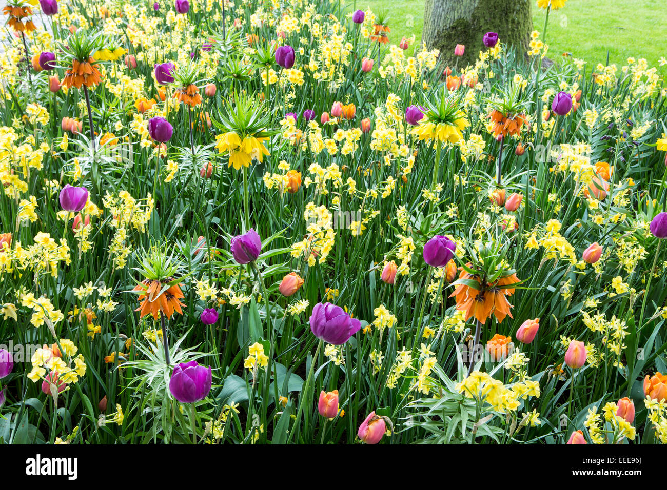 Spring bulb flowers garden border hi-res stock photography and images ...