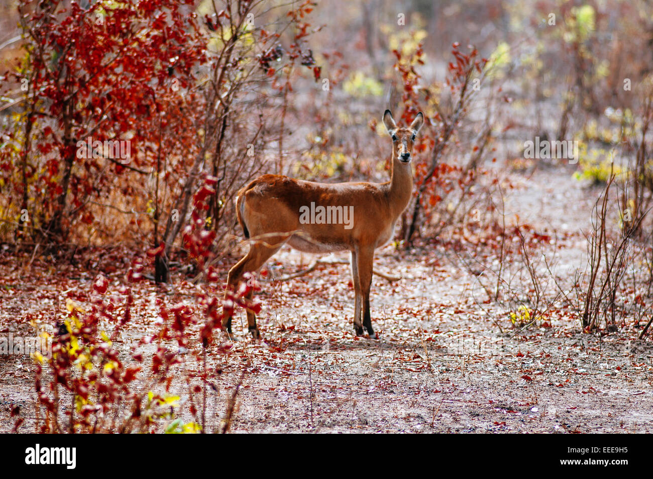 Deer in Pendjari National Park. Benin Stock Photo - Alamy