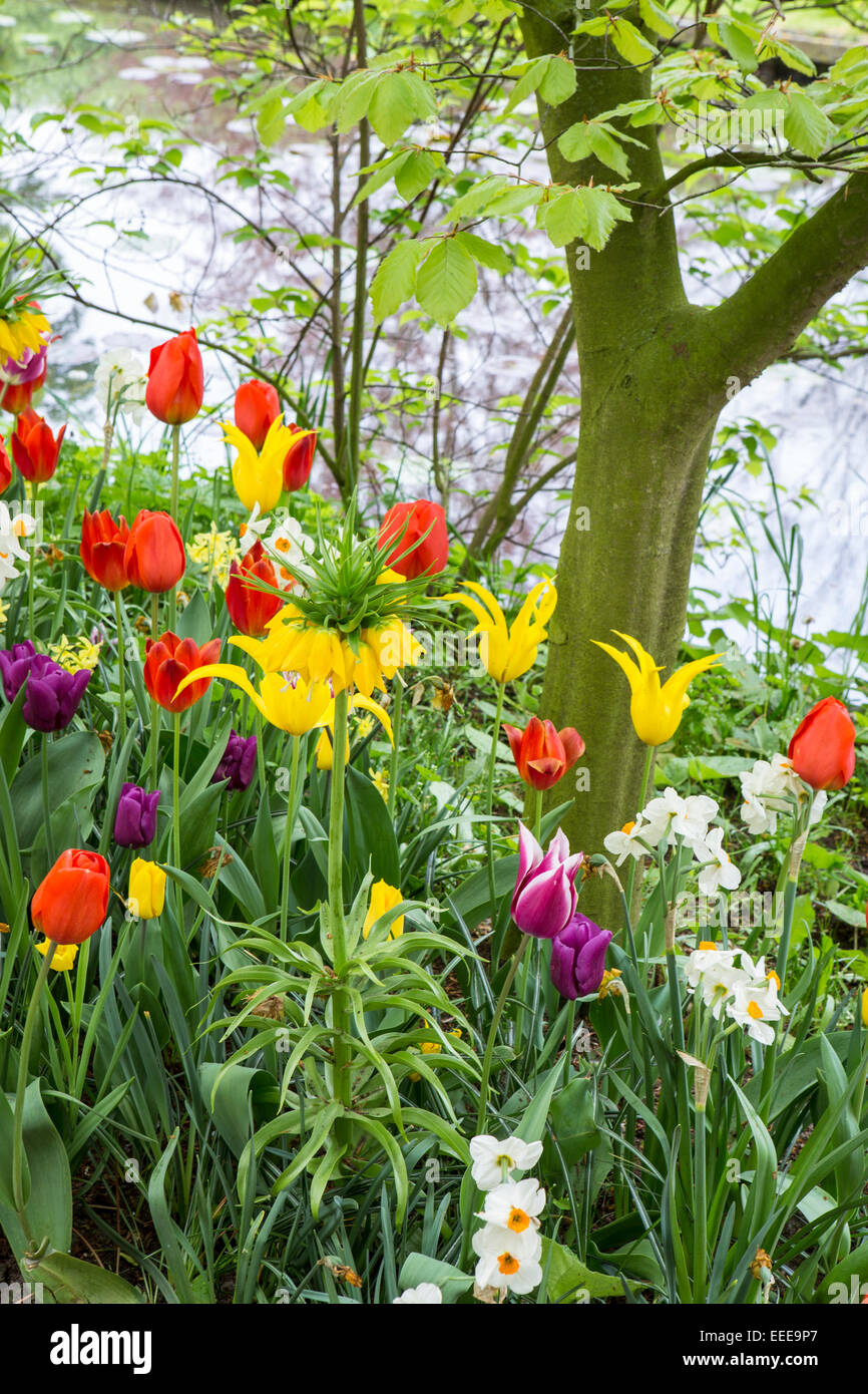 Spring bulb flowers garden border hi-res stock photography and images ...