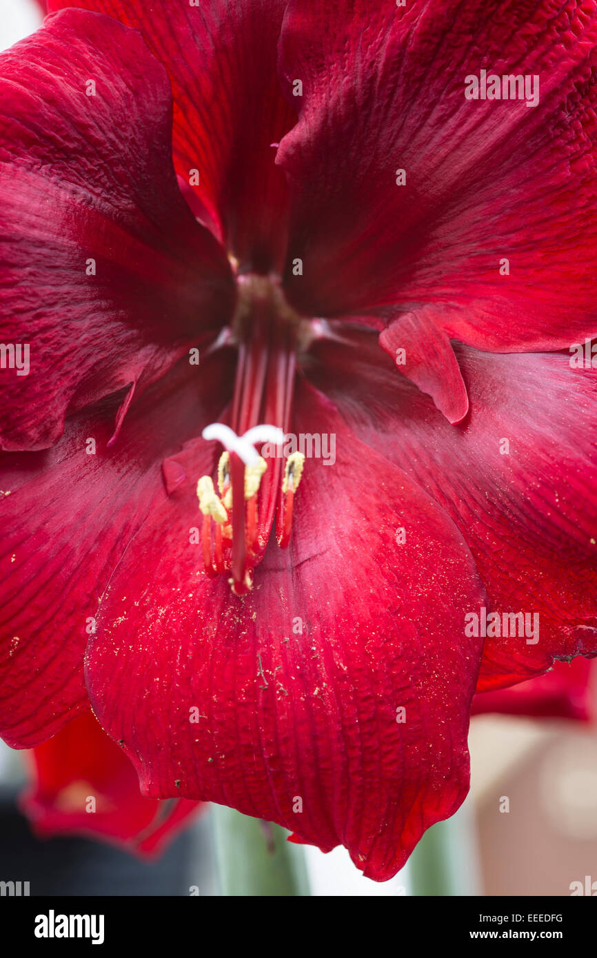 Amaryllis 'Grand Diva' Stock Photo - Alamy