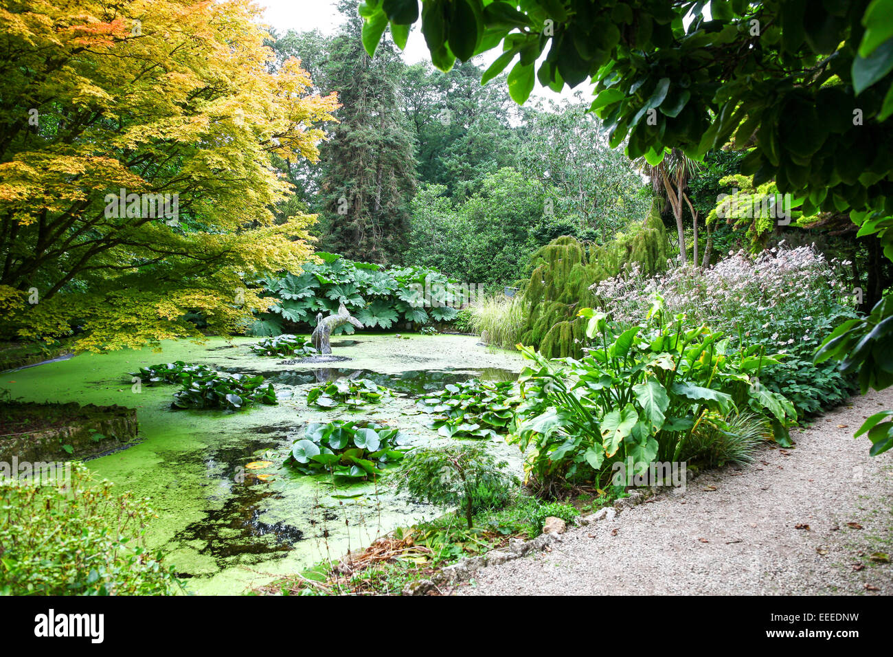 A whale sculpture in a pond or pool at Trewidden Garden Cornwall South ...