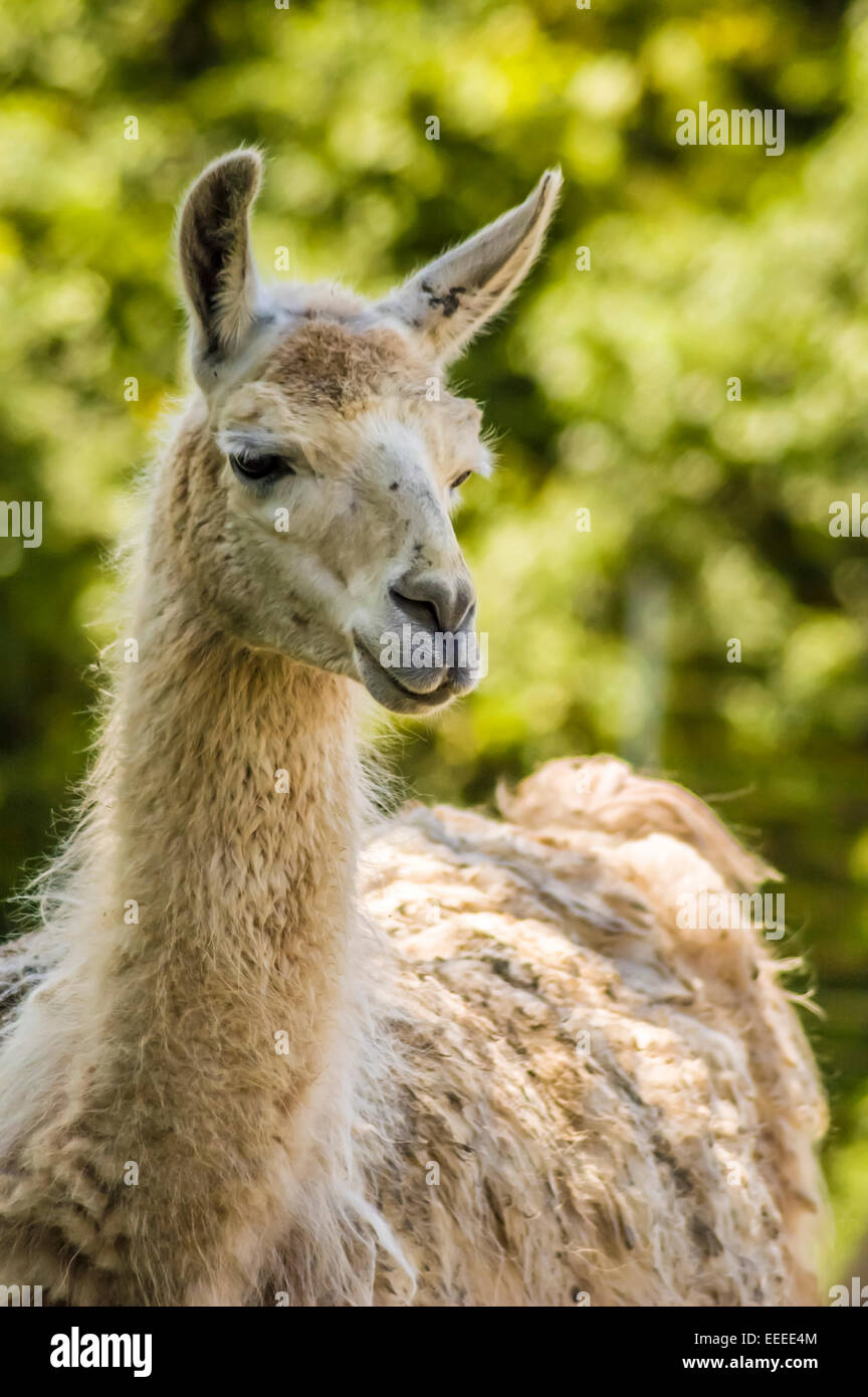 close-up shot of a llama with blurry background Stock Photo - Alamy