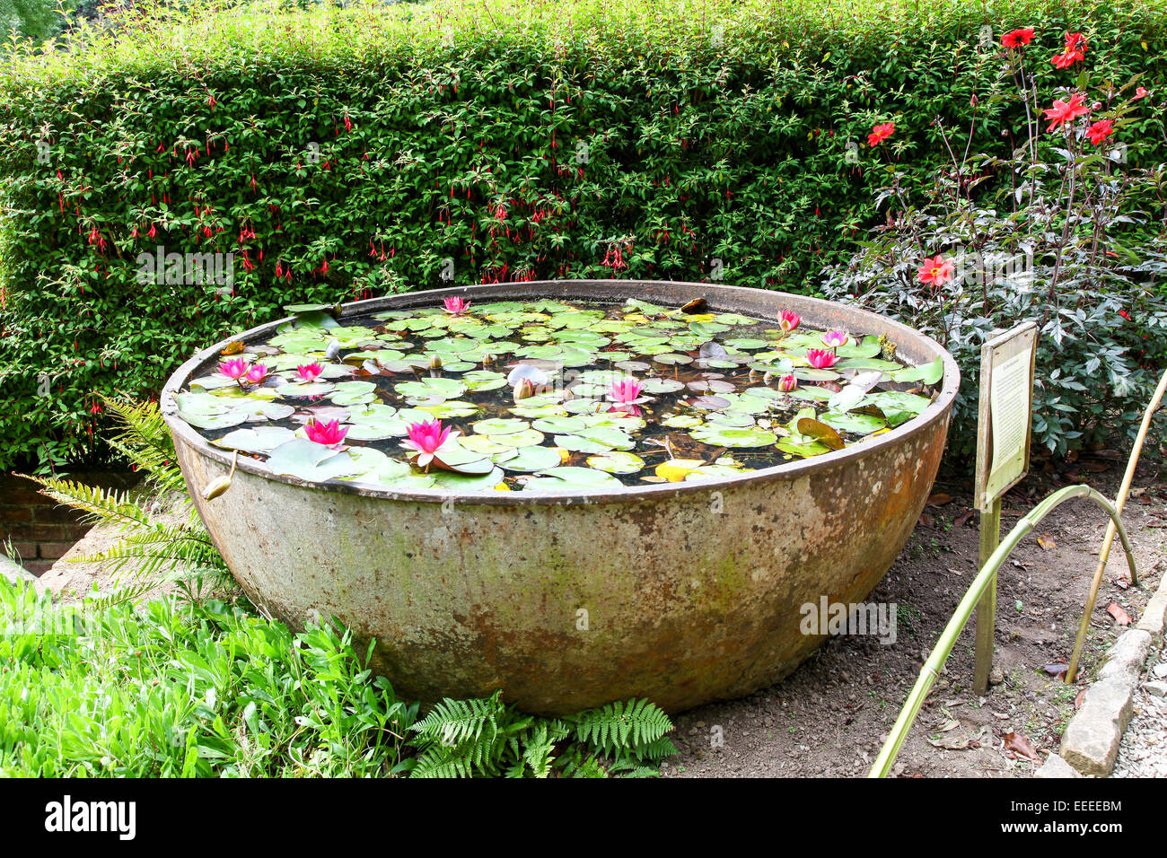 Trewidden Garden Cornwall England UK Stock Photo - Alamy