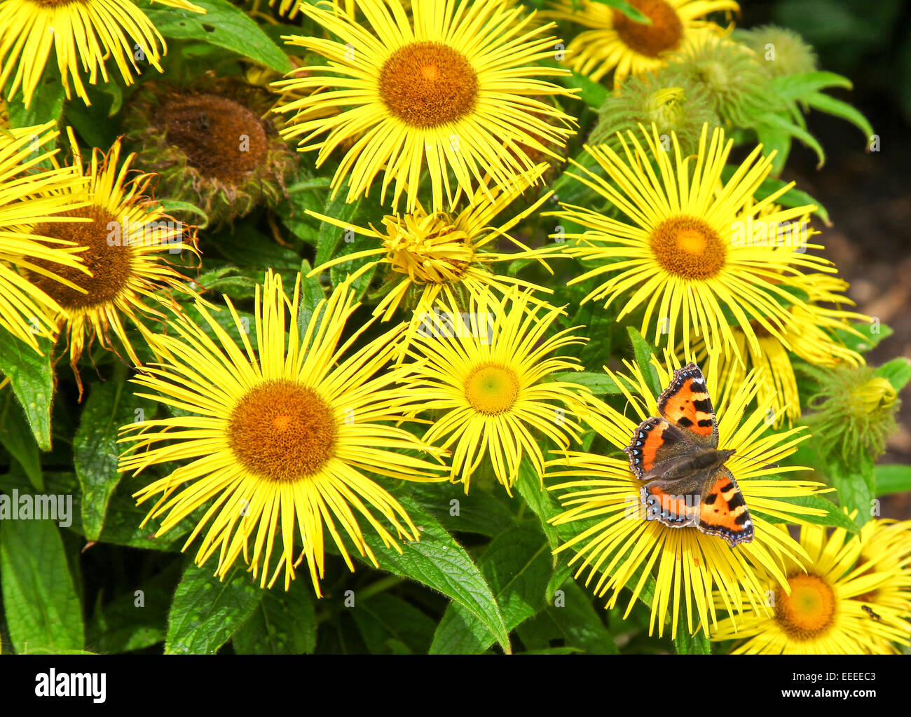 Butterfly on yellow daisy hi-res stock photography and images - Alamy